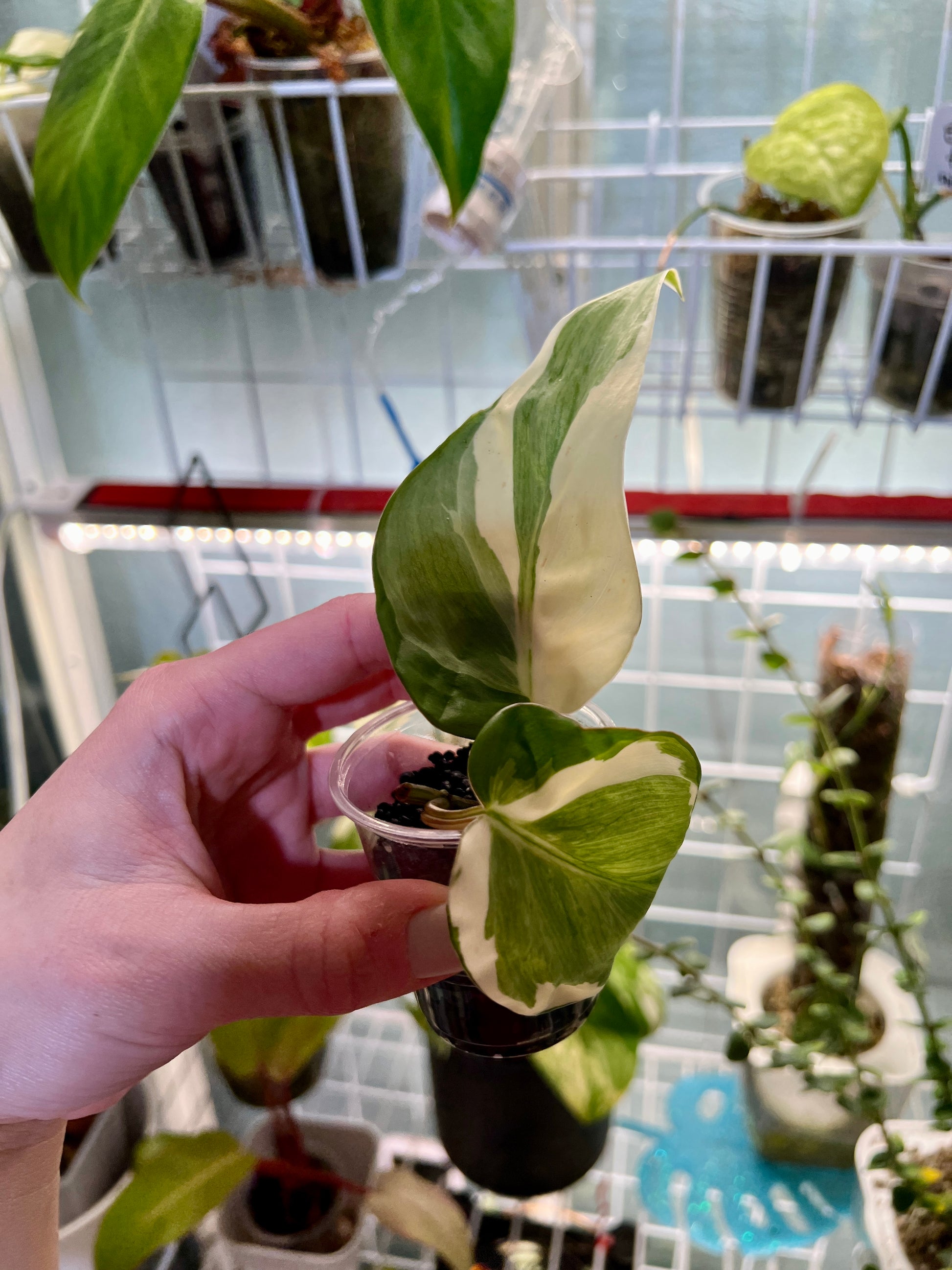 Philodendron Gabby – Unbeleafable Art, Plants & Crystals by Sarah