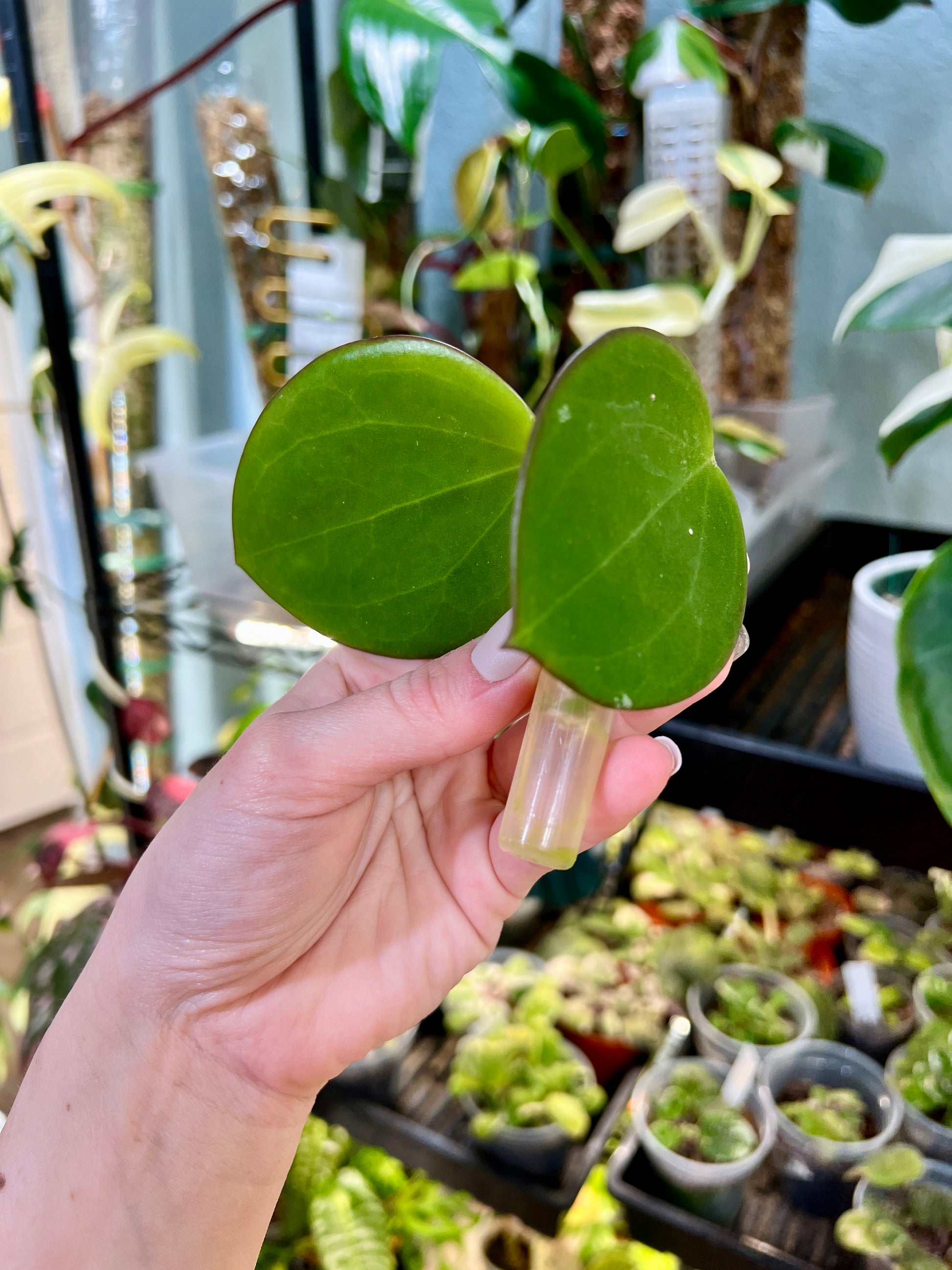 Hoya MB1414 – Unbeleafable Art, Plants & Crystals by Sarah