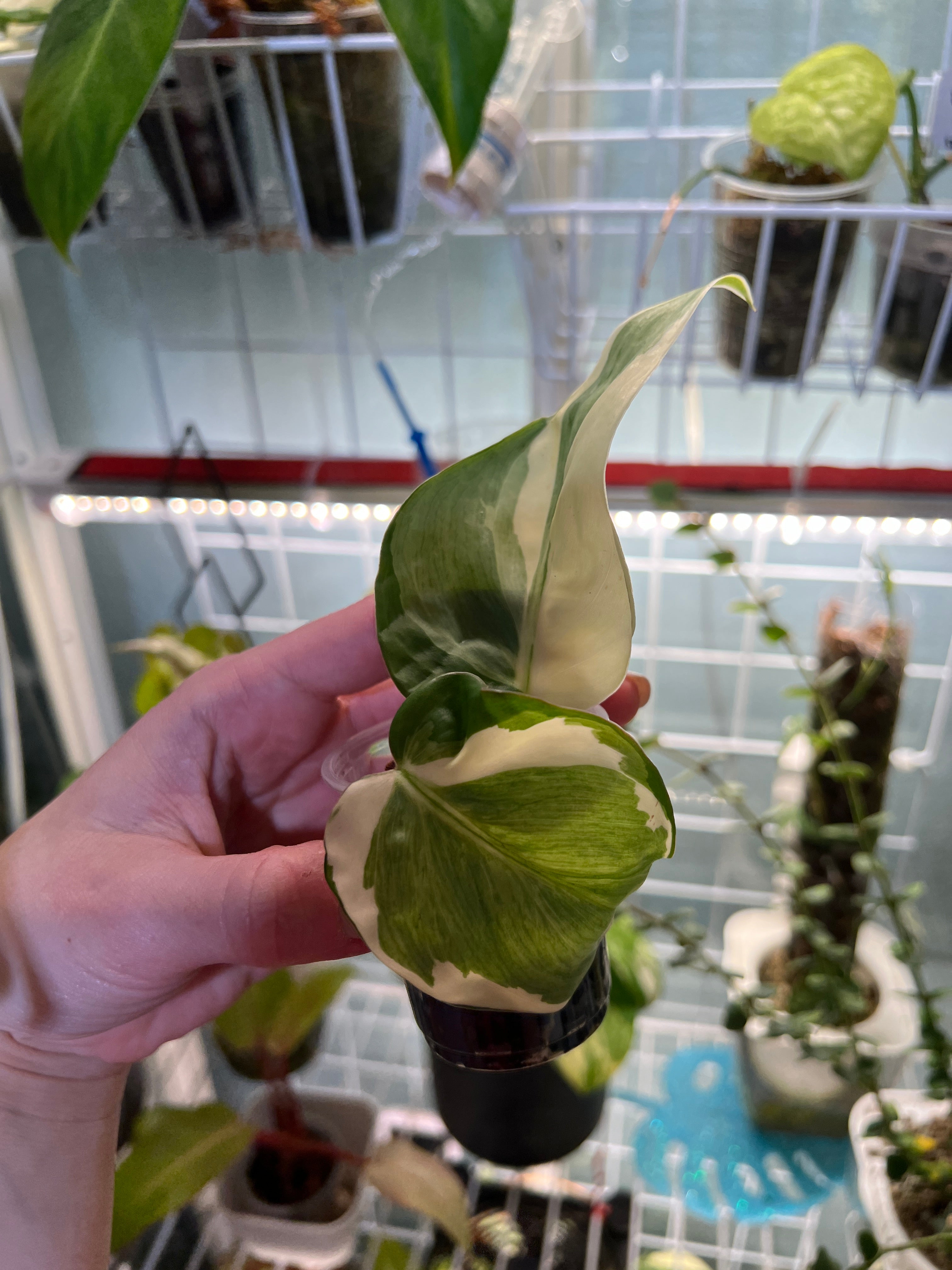 Philodendron Gabby – Unbeleafable Art, Plants & Crystals by Sarah